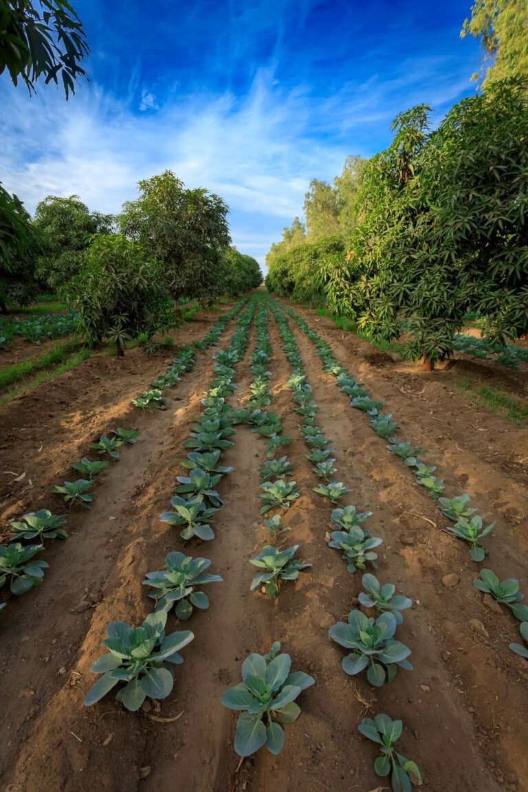 Navjivan Nature Cure: Gallery of Wellness, Holistic Activities, Cuisine